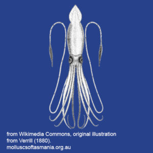 Architeuthis dux | Molluscs of Tasmania