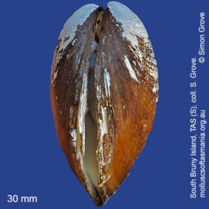 Atactodea erycinaea | Molluscs of Tasmania