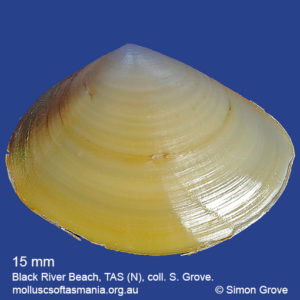 Atactodea erycinaea | Molluscs of Tasmania