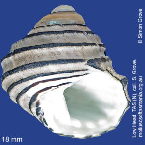 Austrocochlea constricta | Molluscs of Tasmania