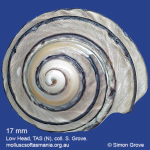 Austrocochlea constricta | Molluscs of Tasmania