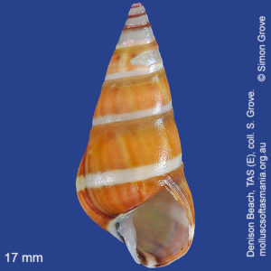 Bankivia fasciata | Molluscs of Tasmania