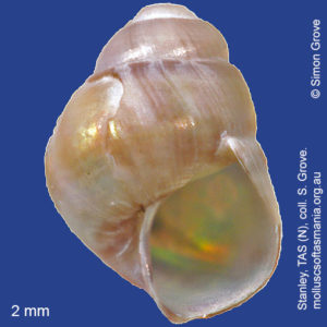 Bankivia fasciata | Molluscs of Tasmania