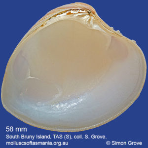 Bassina disjecta | Molluscs of Tasmania