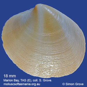 Bassina disjecta | Molluscs of Tasmania