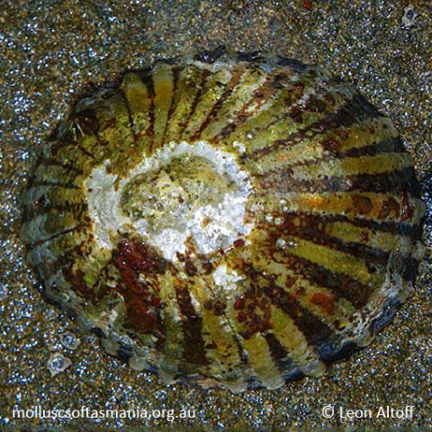 Cellana solida | Molluscs of Tasmania