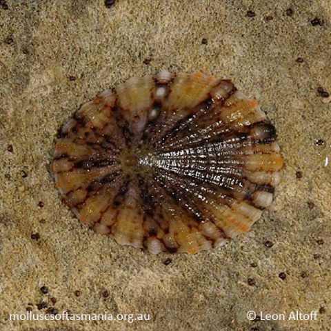 Cellana tramoserica | Molluscs of Tasmania