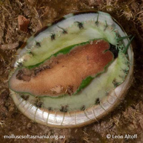 Haliotis laevigata | Molluscs of Tasmania