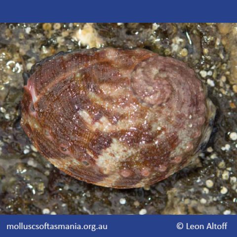 Haliotis rubra | Molluscs of Tasmania