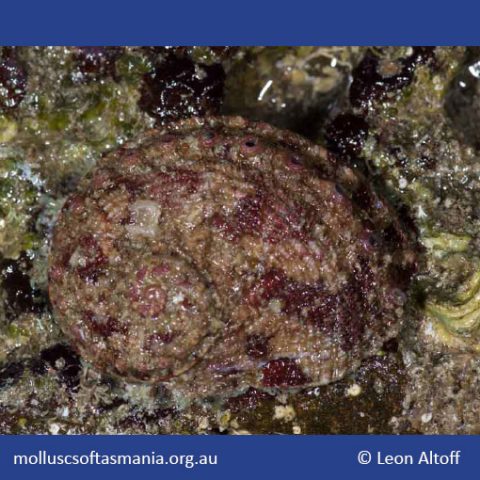 Haliotis scalaris emmae | Molluscs of Tasmania