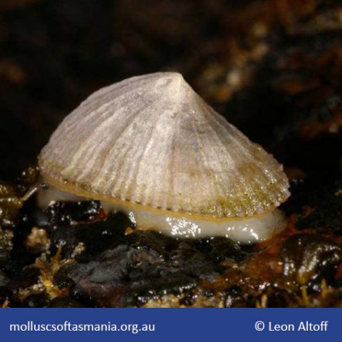 Montfortula rugosa | Molluscs of Tasmania