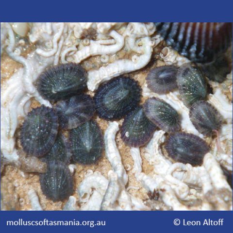 Montfortula rugosa | Molluscs of Tasmania