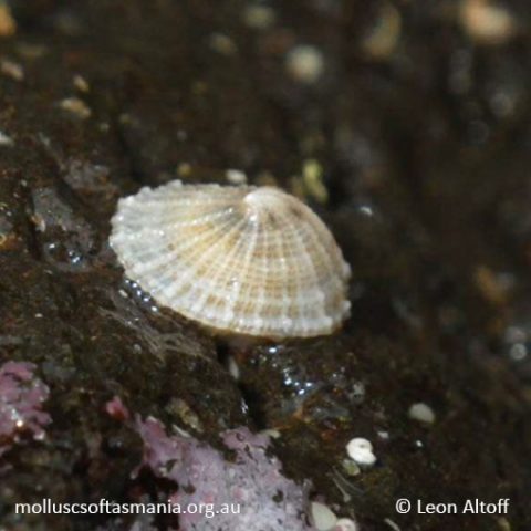 Montfortula rugosa | Molluscs of Tasmania