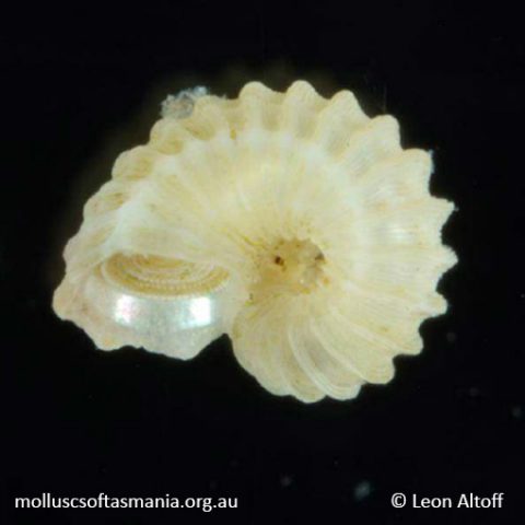 Munditia subquadrata | Molluscs of Tasmania