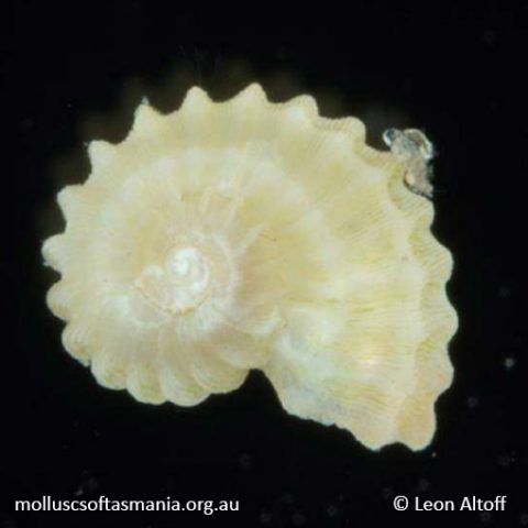 Munditia subquadrata | Molluscs of Tasmania