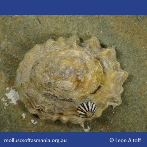 Patelloida alticostata | Molluscs of Tasmania