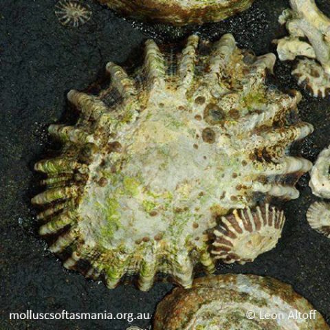 Patelloida alticostata | Molluscs of Tasmania