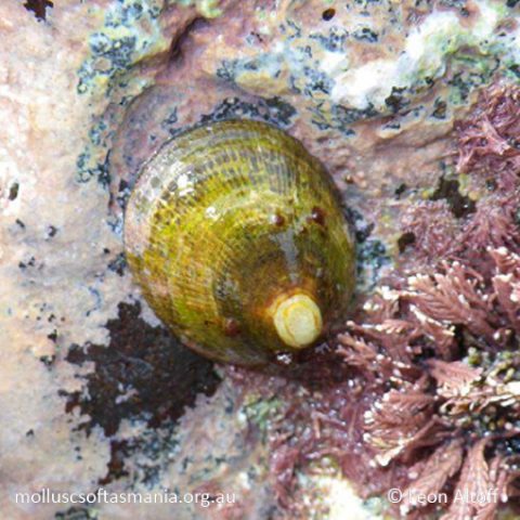 Patelloida victoriana | Molluscs of Tasmania