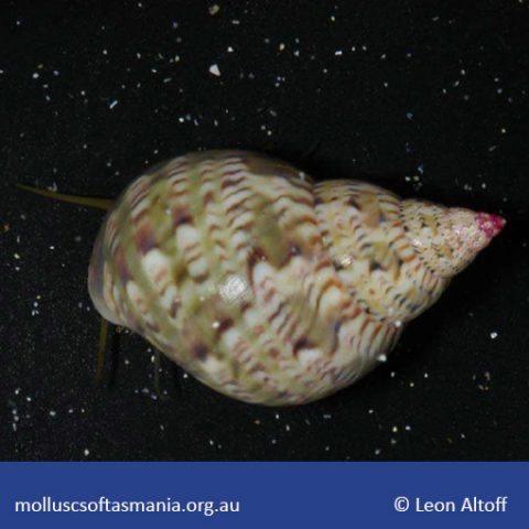 Phasianella australis | Molluscs of Tasmania