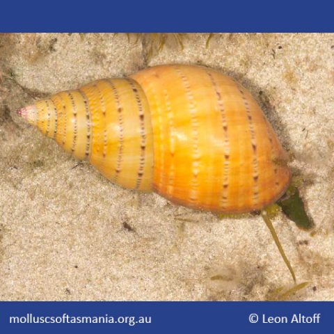 Phasianella australis | Molluscs of Tasmania