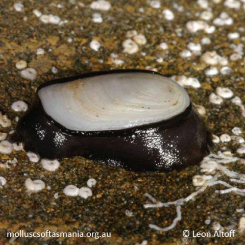 Scutus antipodes | Molluscs of Tasmania
