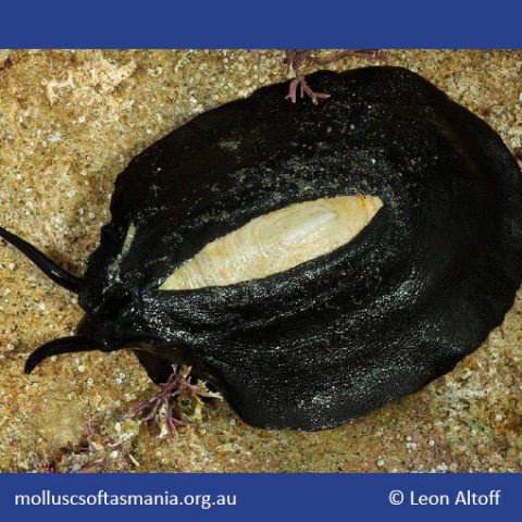 Scutus antipodes | Molluscs of Tasmania