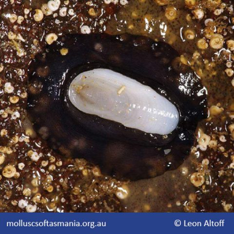 Scutus antipodes | Molluscs of Tasmania