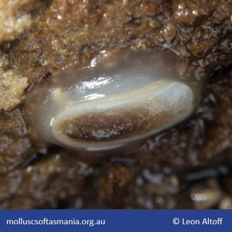 Scutus antipodes | Molluscs of Tasmania